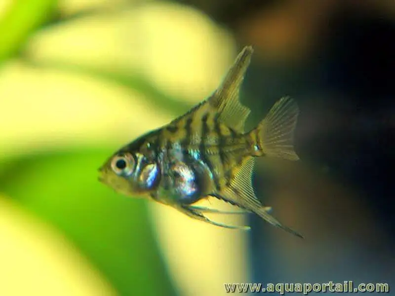 Pterophyllum scalare (scalaire commun)