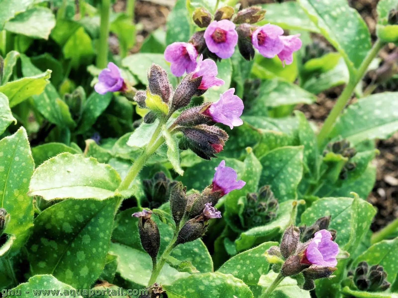 Pulmonaria officinalis (pulmonaire officinale)