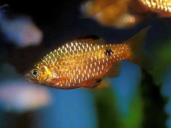 Pethia conchonius (barbus rosé)