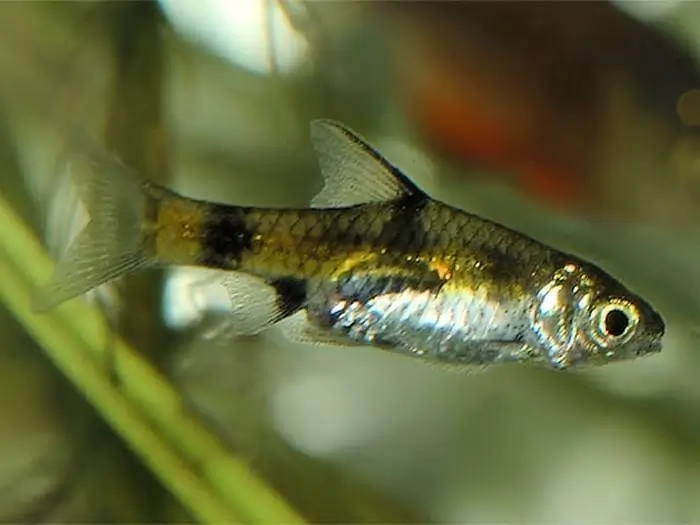 Pethia gelius (barbus à taches)