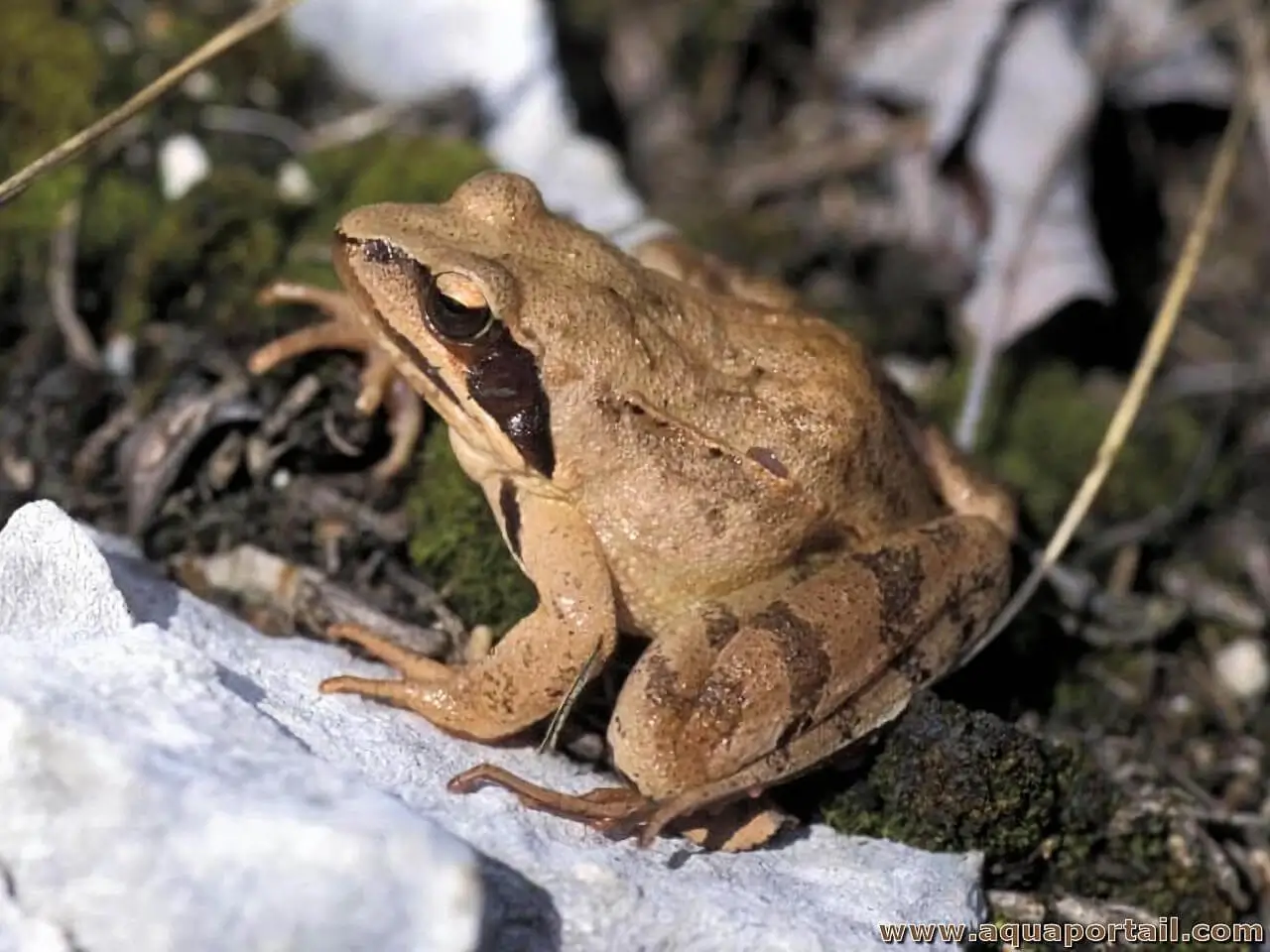 Rana dalmatina (grenouille agile)