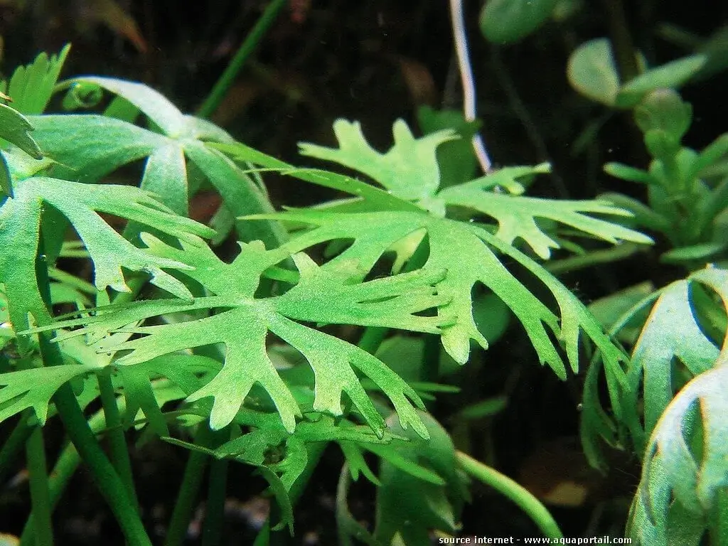 Ranunculus papulentus