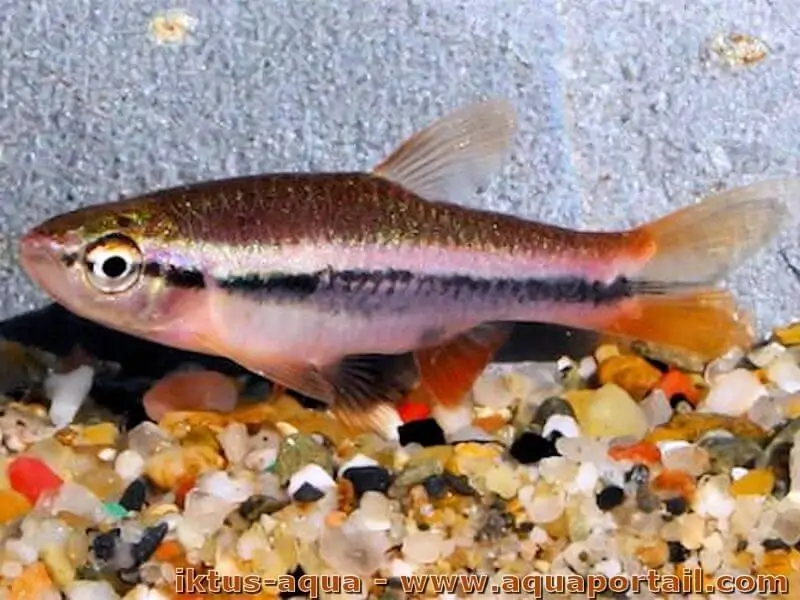 Rasbora patrickyapi