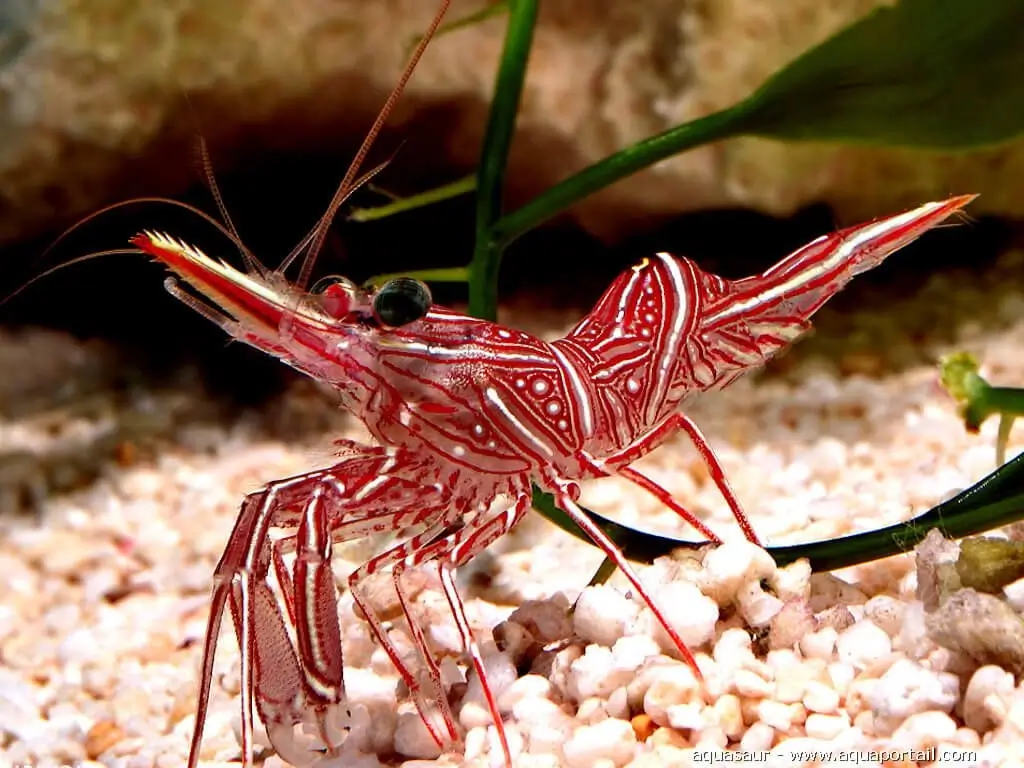 Rhynchocinetes uritai (crevette danseuse étoilée de l'Indopacifique)