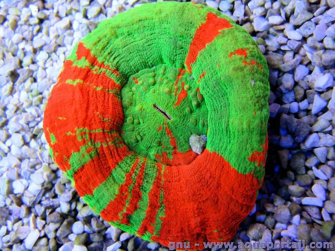 Scolymia australis (corail donuts austral)