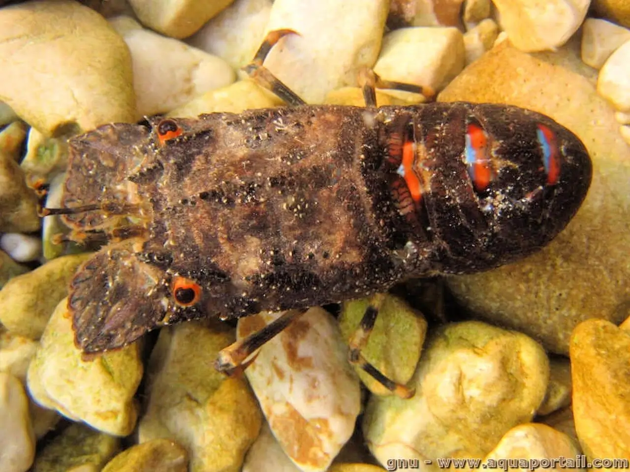 Scyllarus arctus (petite cigale de mer)