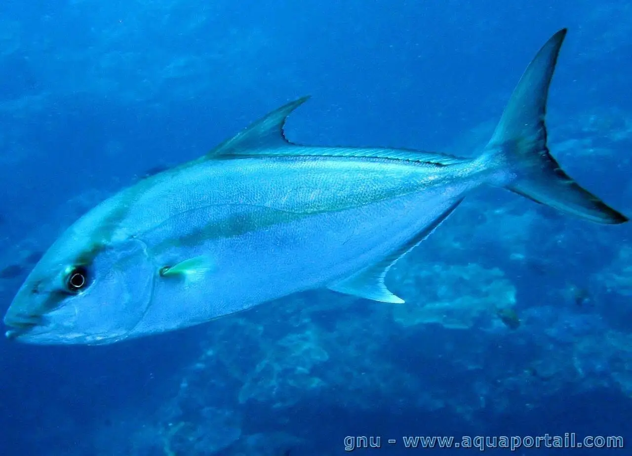 Seriola dumerili (sériole couronnée)