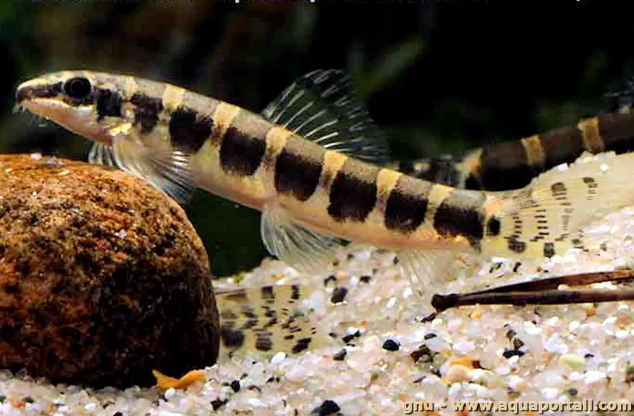 Serpenticobitis cingulata