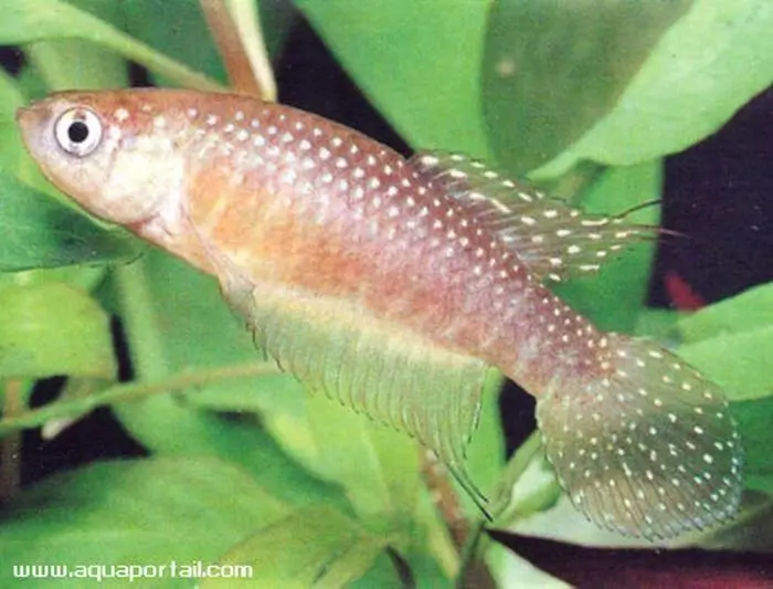 Simpsonichthys bokermanni (killi perle de Bokermann)