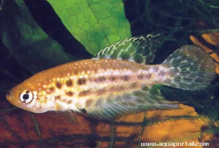 Simpsonichthys constanciae (killi perle tacheté)