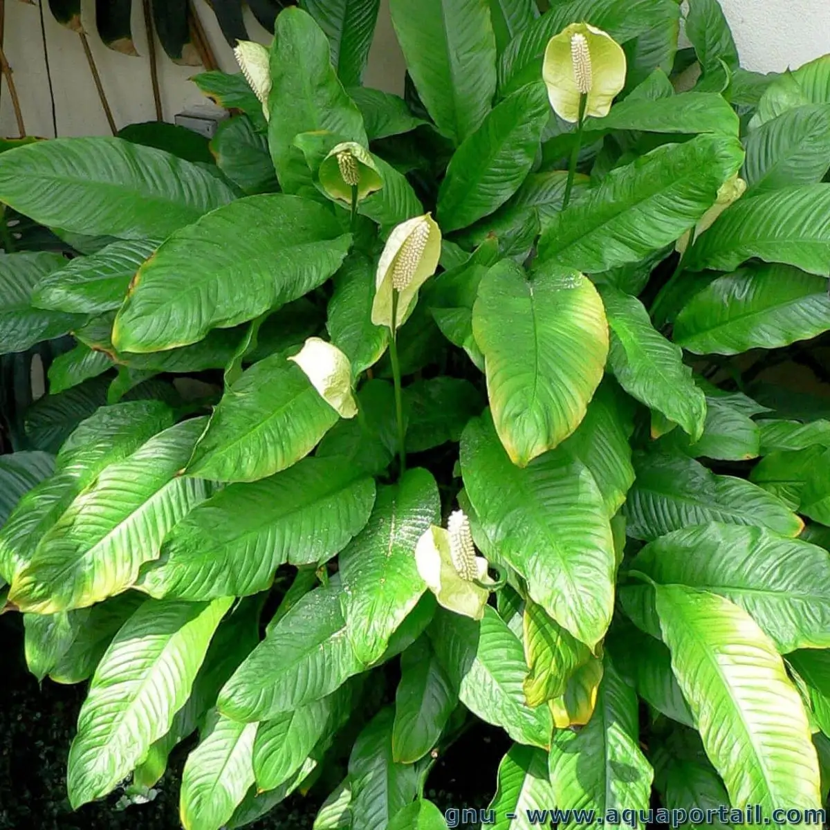 Spathiphyllum floribundum