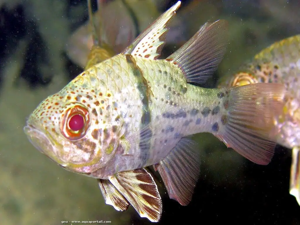 Sphaeramia orbicularis (poisson cardinal orbiculaire)