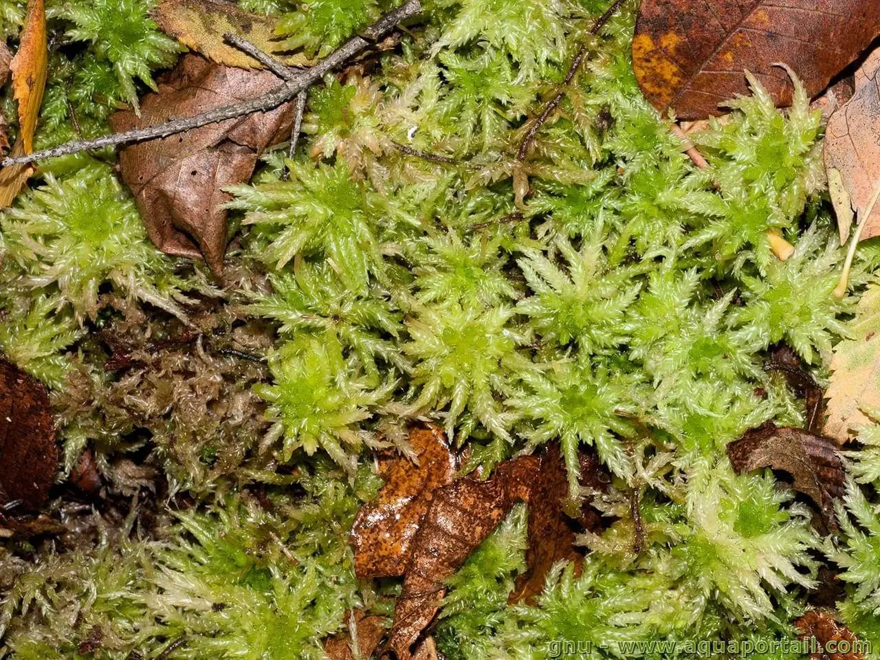 Sphagnum cristatum (sphaigne du Chili)