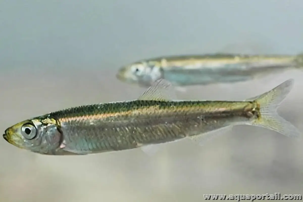 Sprattus sprattus (sprat)