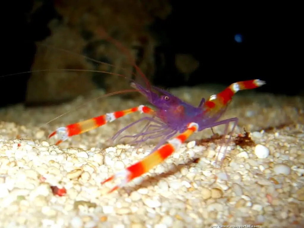 Stenopus tenuirostris (crevette à rostre bleu)