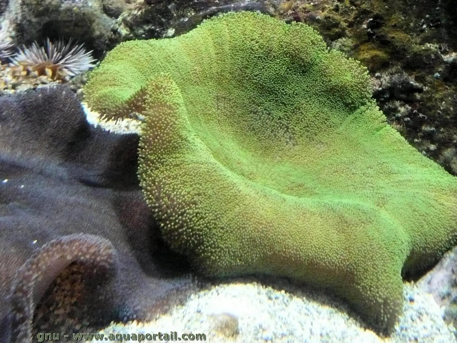 Stichodactyla haddoni (anémone de Haddon)