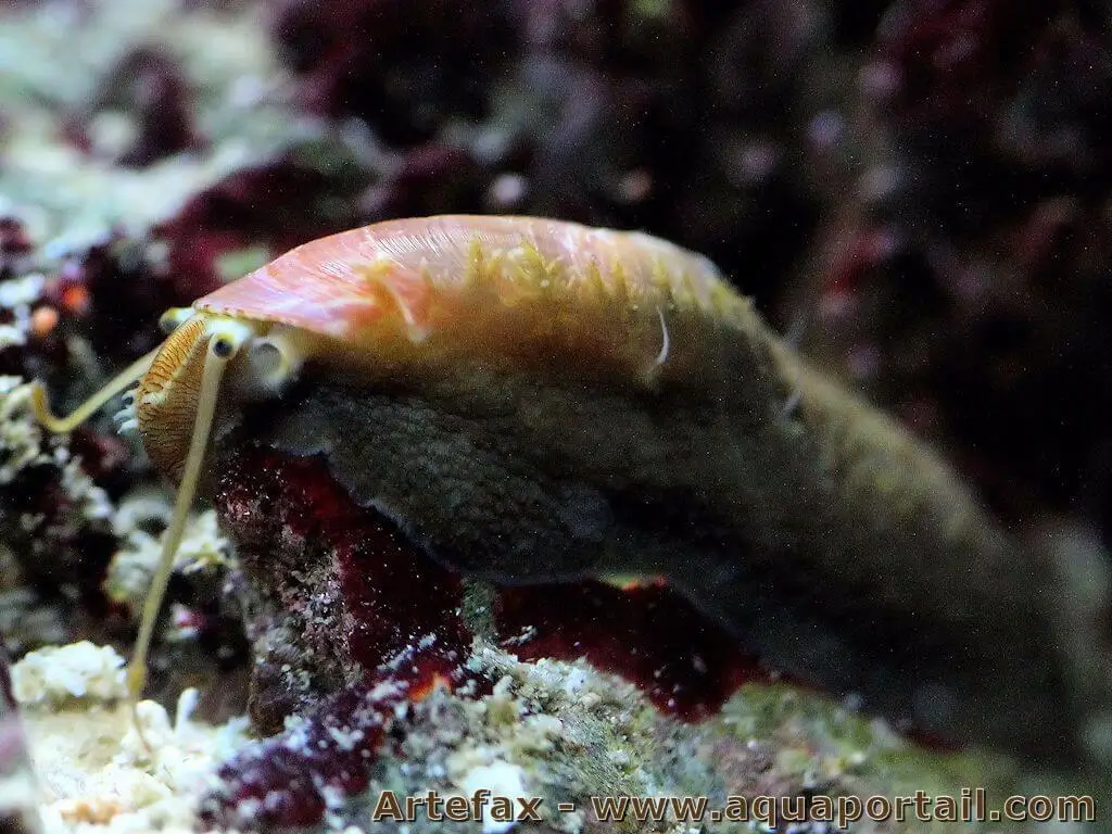 Stomatella varia (stomatelle)