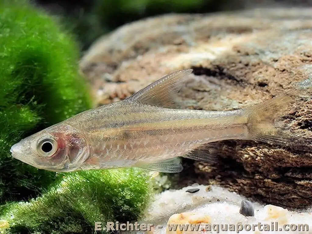Striuntius lineatus (barbus ligné)