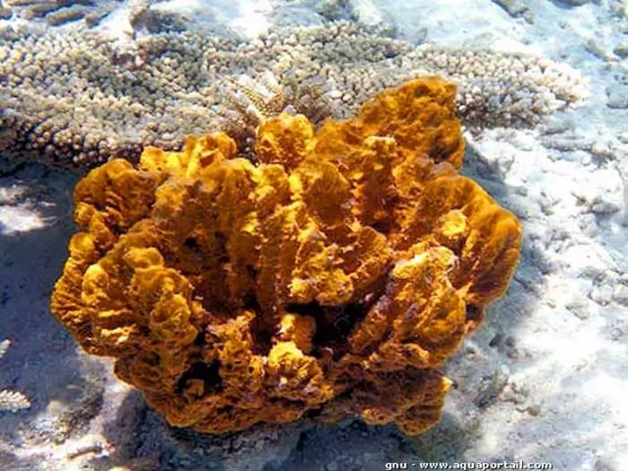 Stylissa massa (éponge mangue)