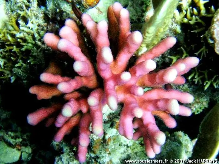 Stylophora pistillata