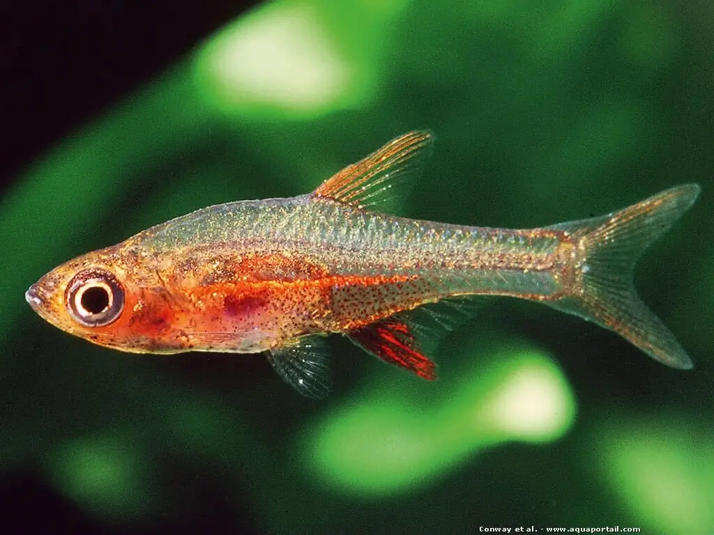 Sundadanio atomus