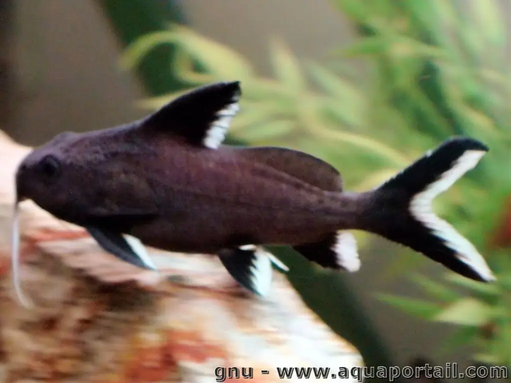 Synodontis granulosus