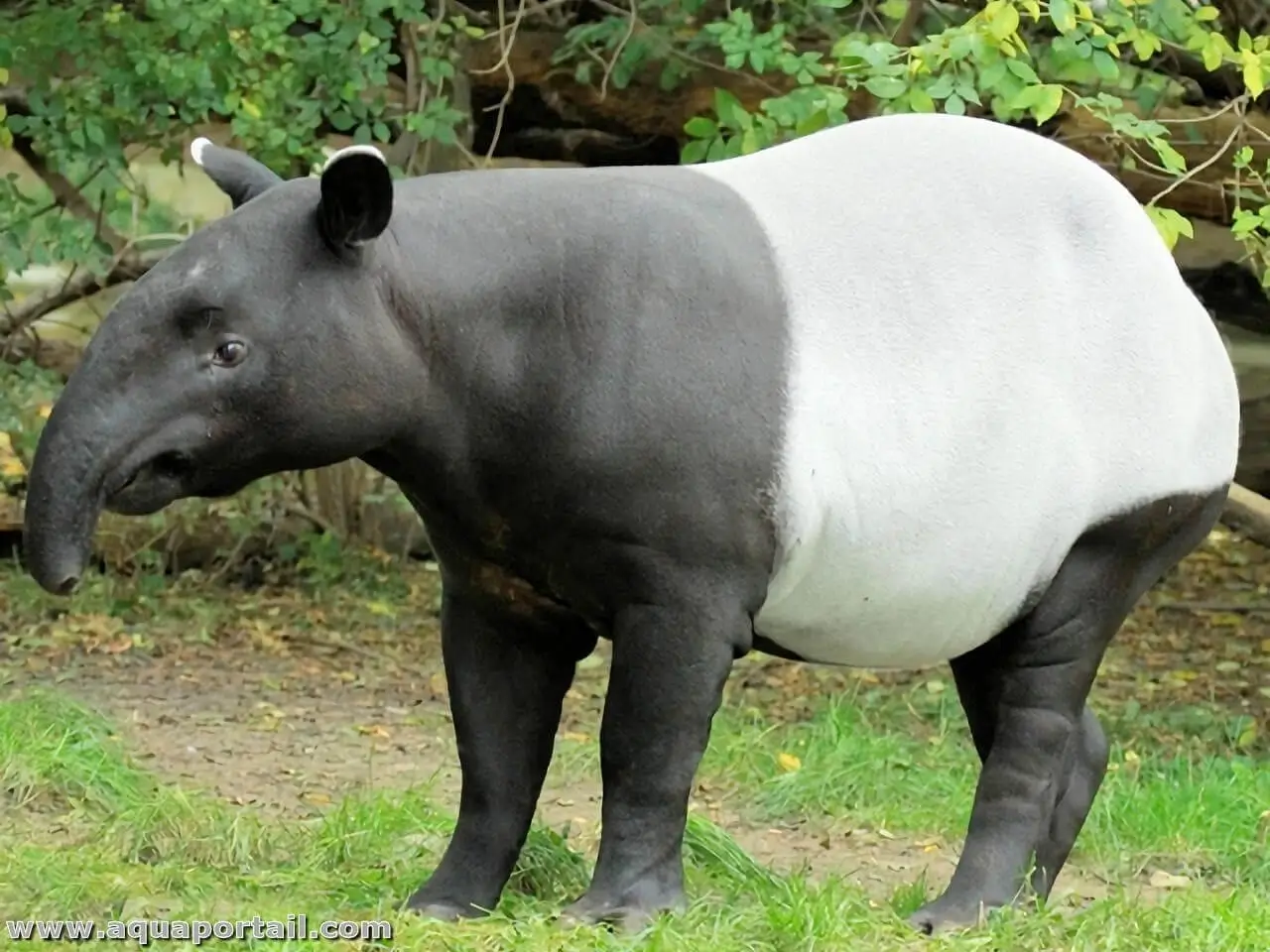 Tapirus indicus : tapir de Malaisie