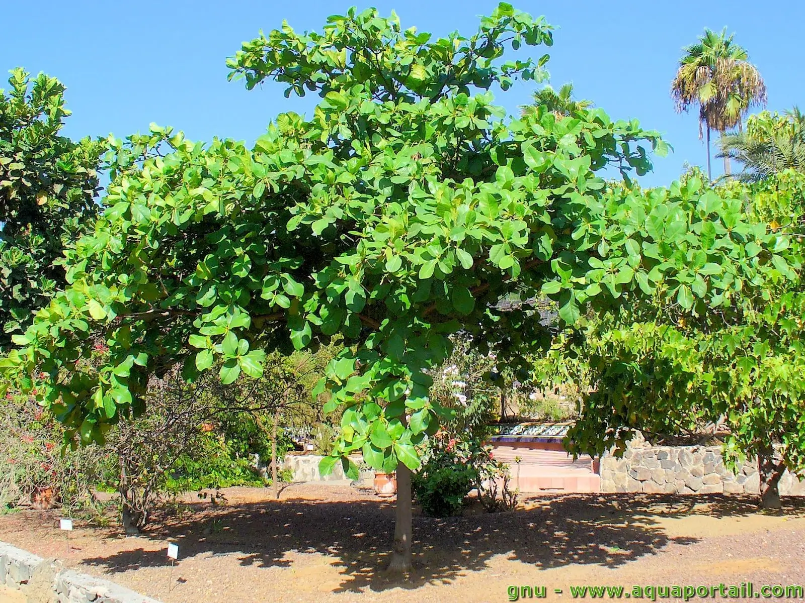 Combretaceae (famille) : les combrétacées