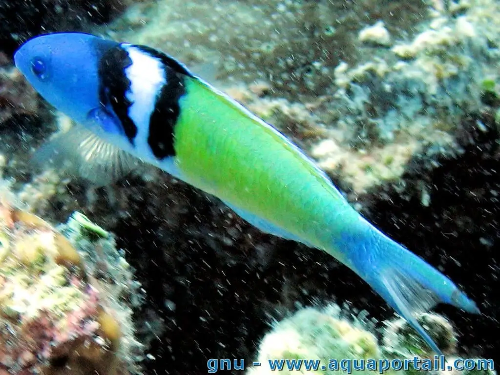 Thalassoma bifasciatum (girelle à tête bleue)