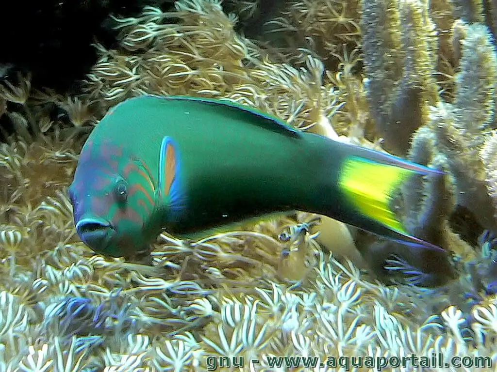 Thalassoma lunare (girelle-paon verte)