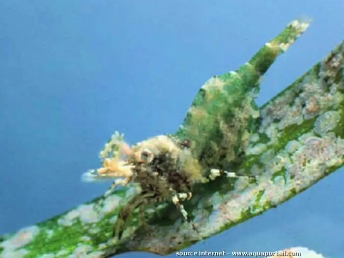 Thor amboinensis (crevette sexy)