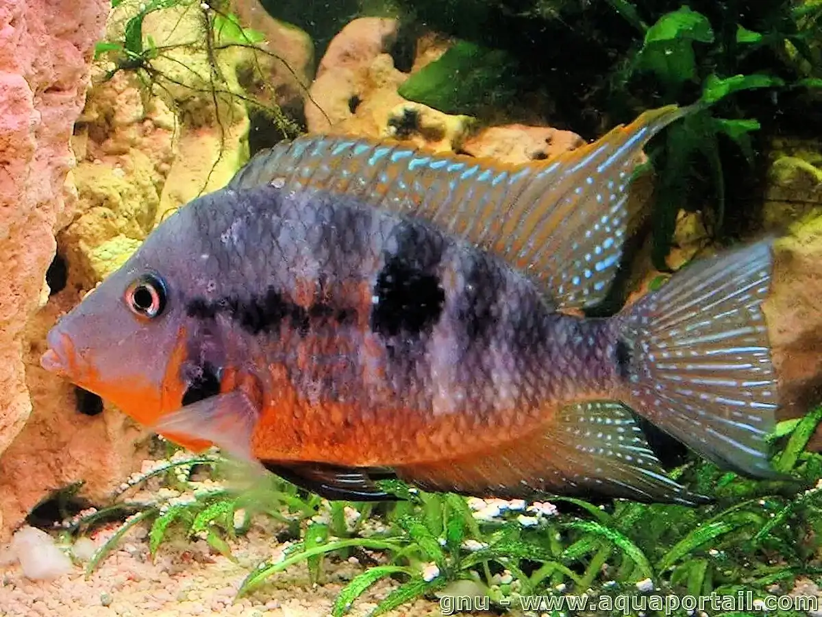 Thorichthys meeki (gorge de feu)