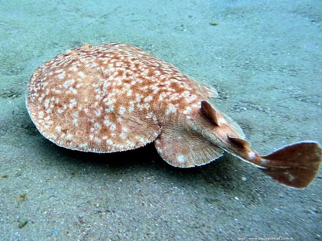 Torpedo panthera (raie-torpille de la Mer Rouge)