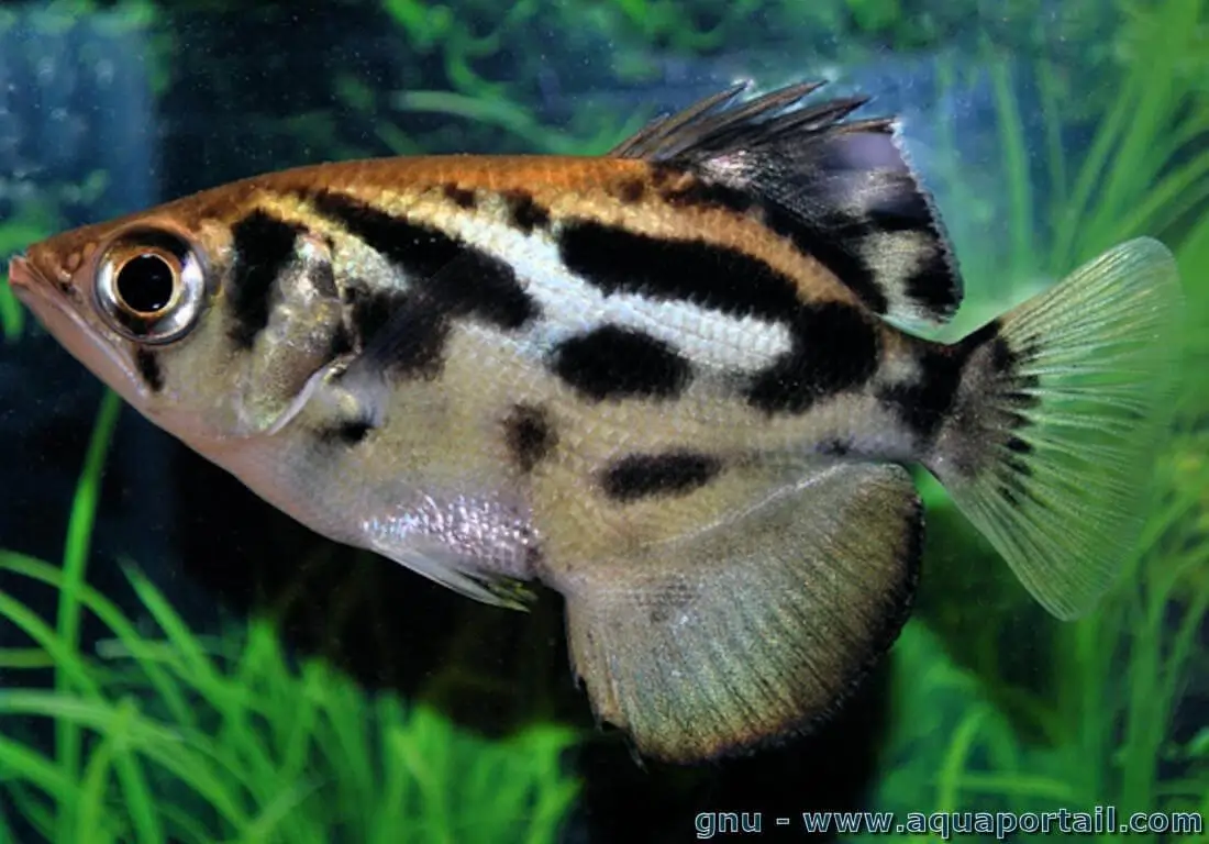 Toxotes blythii (poisson-archer léopard doré)