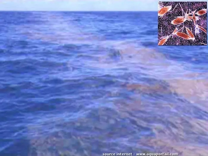 Trichodesmium erythraeum