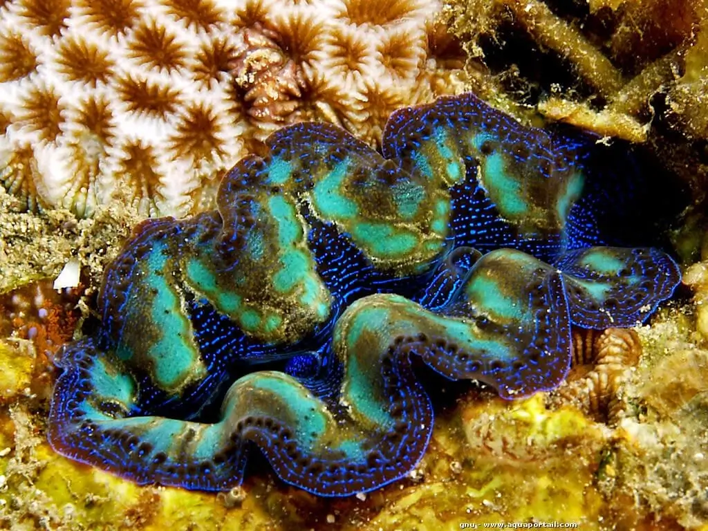 Tridacna crocea (bénitier crocus)