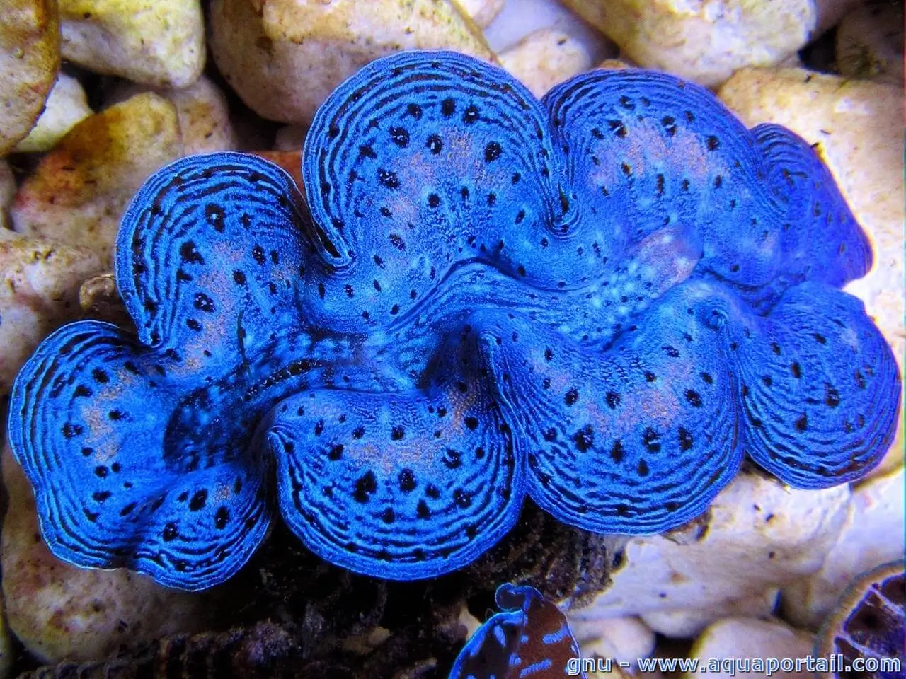 Tridacna maxima (bénitier commun)