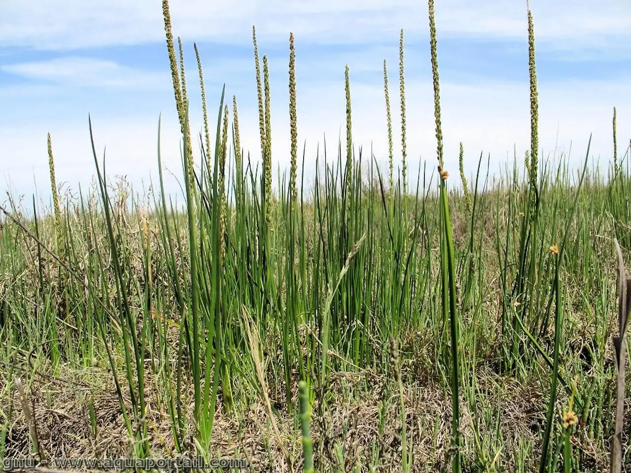 Triglochin maritima (troscart maritime)