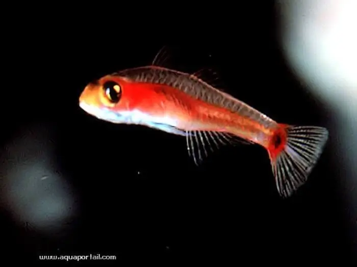 Trimma taylori (gobie nain de Taylor)