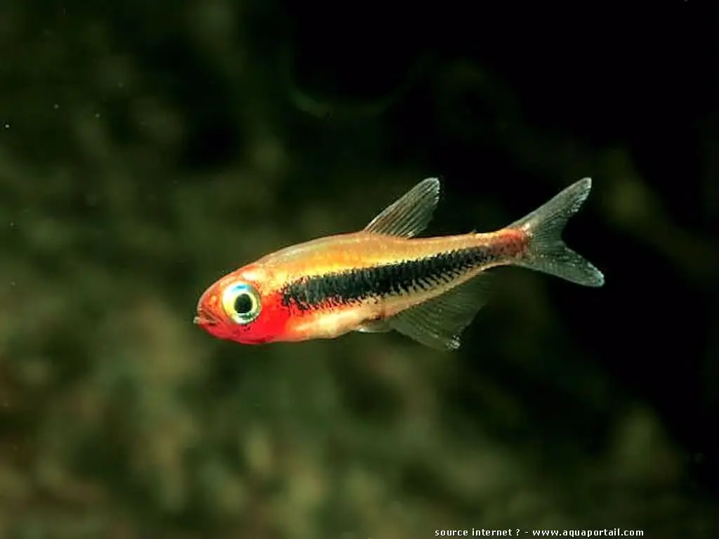 Tucanoichthys tucano