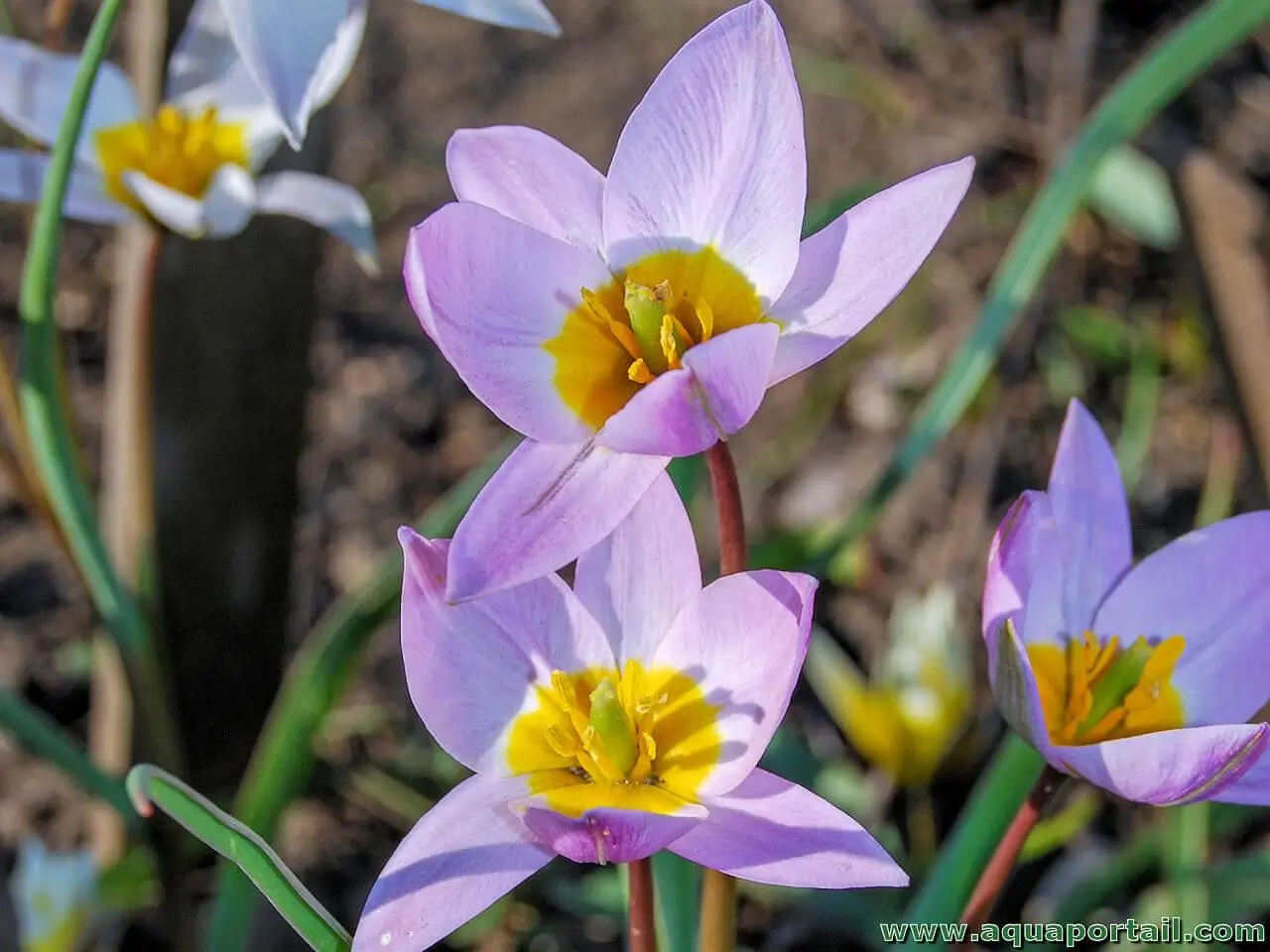 Tulipa patens