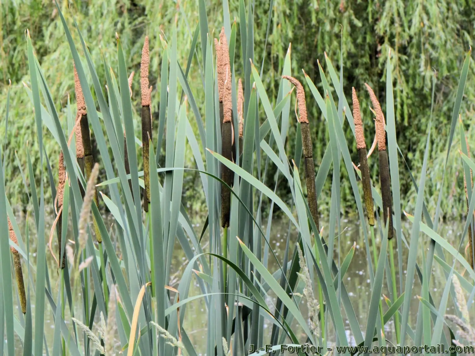 Typha latifolia (massette à larges feuilles)