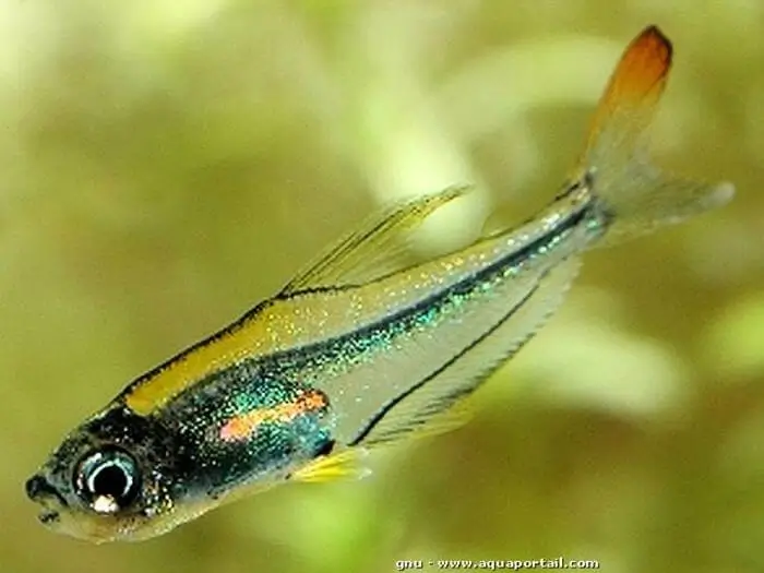 Tyttocharax cochui