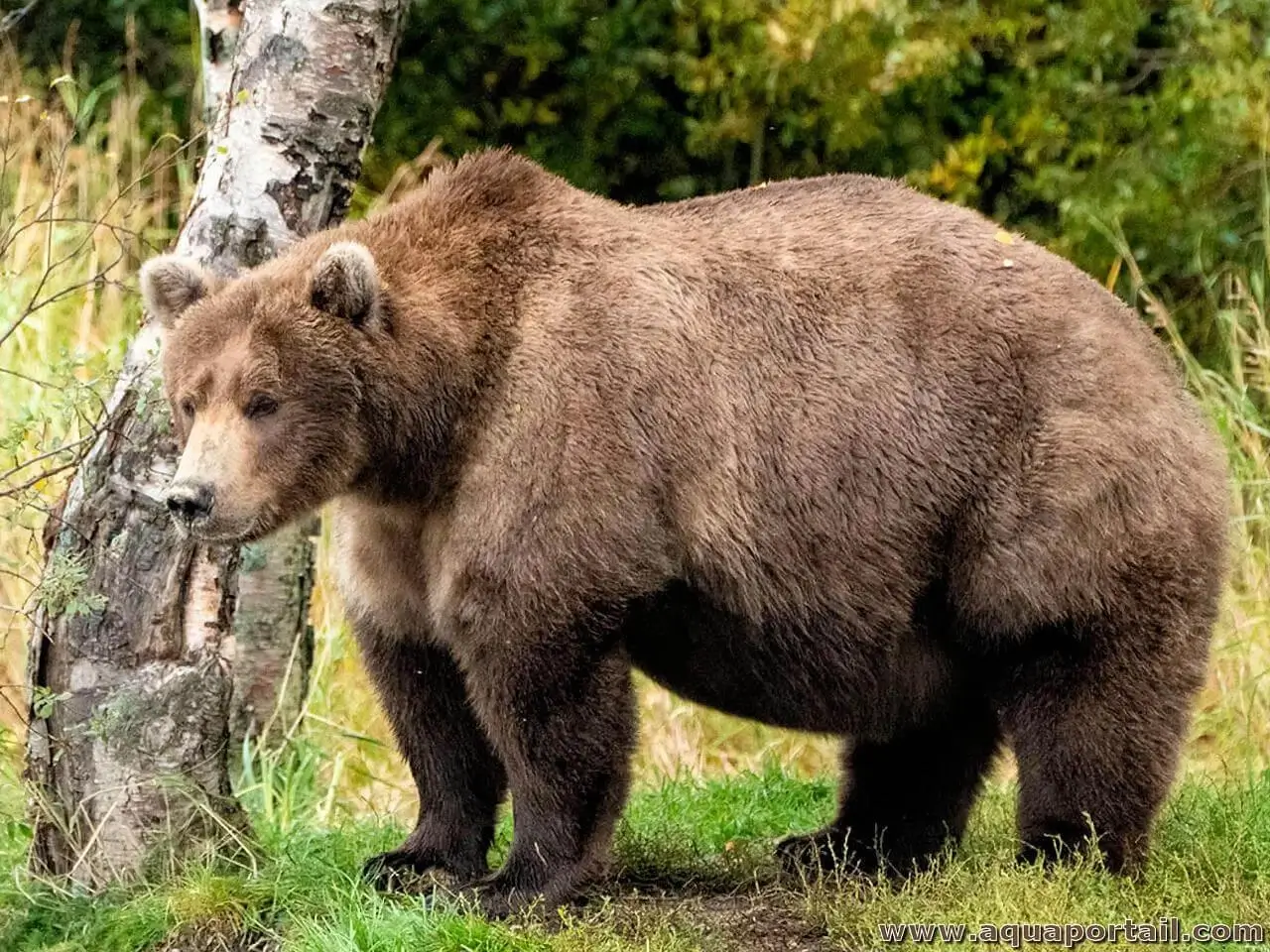 Ursus Arctos ours Brun 