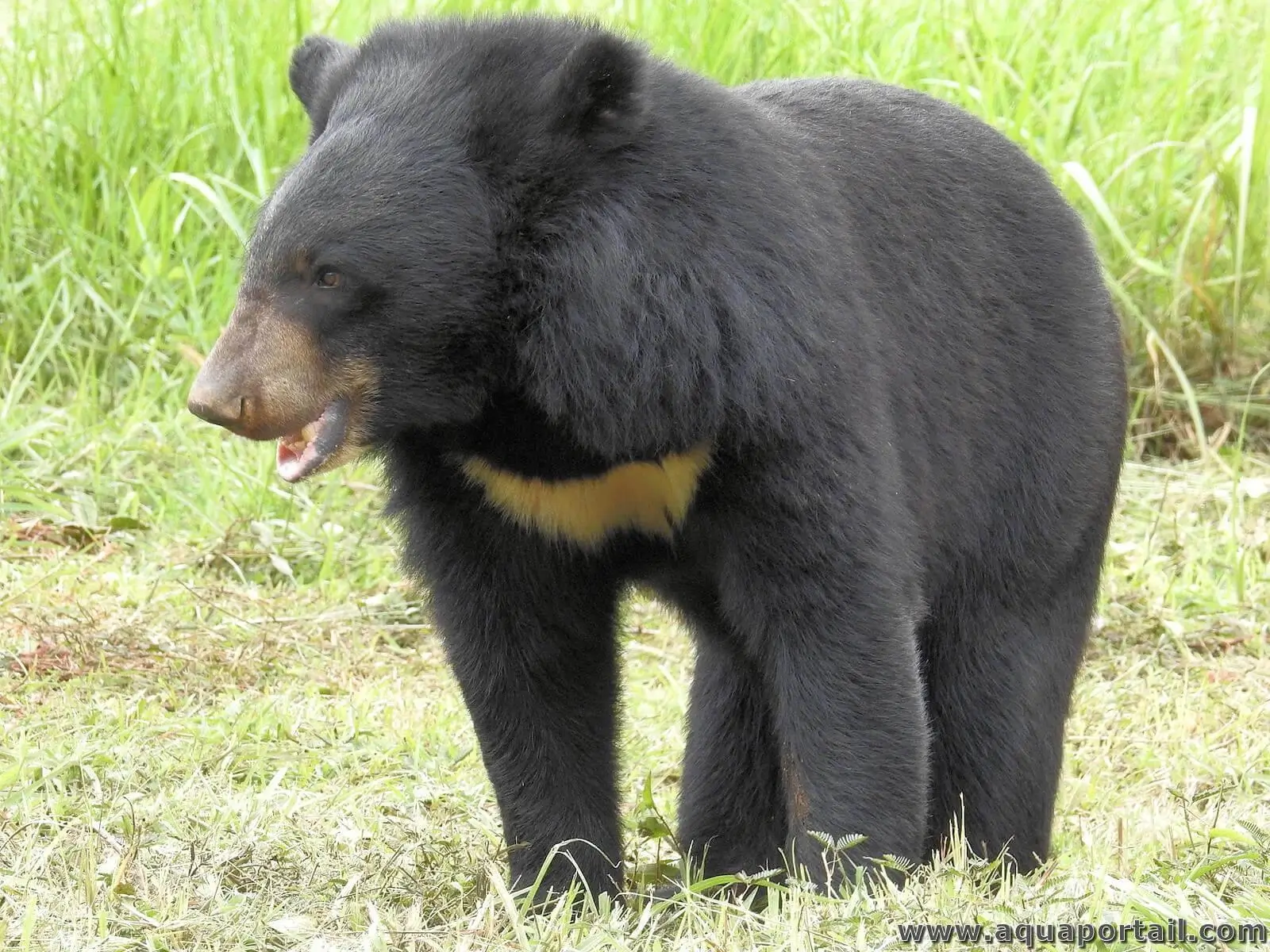Ursus americanus (ours noir américain)