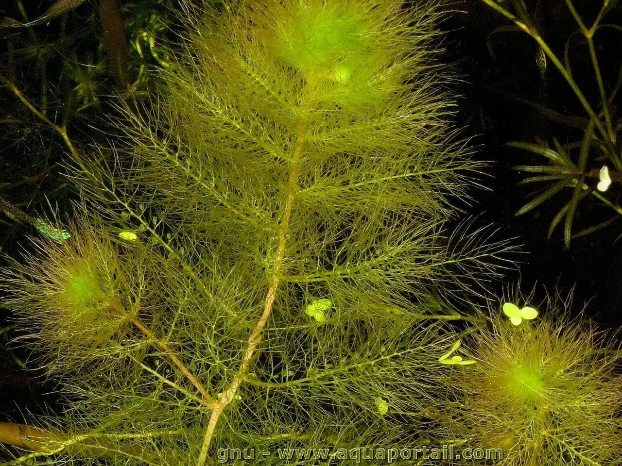 Utricularia aurea (Utriculaire jaune) : description, plantation ...