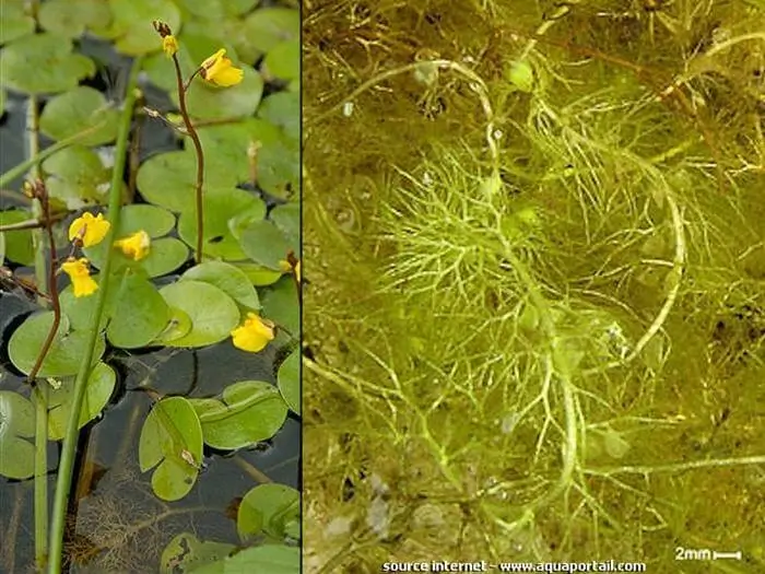 Utricularia Vulgaris