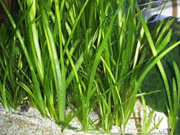Vallisneria aethiopica