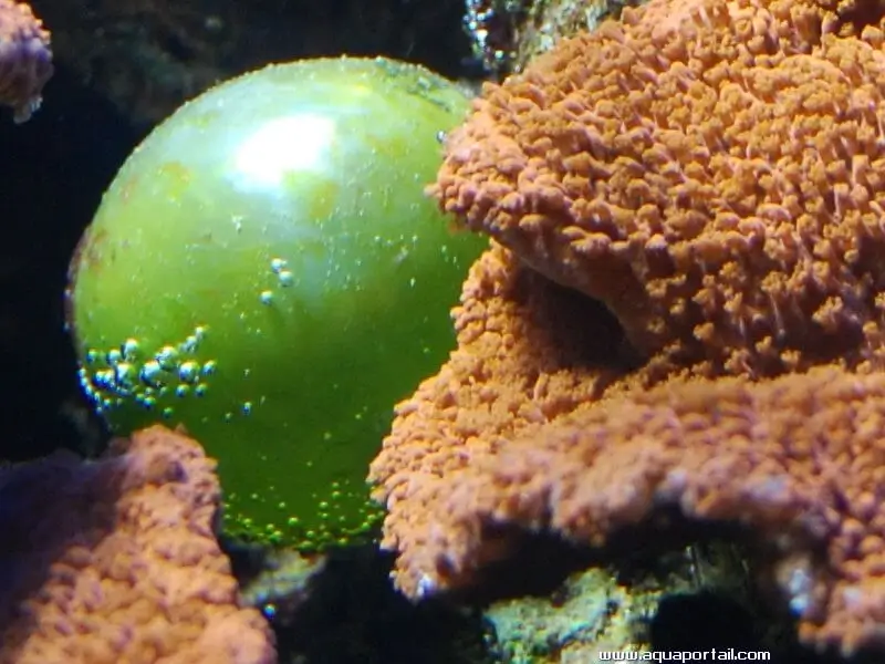 Valonia ventricosa (algue bulle)