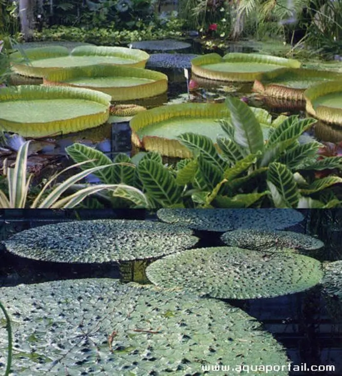 Victoria amazonica